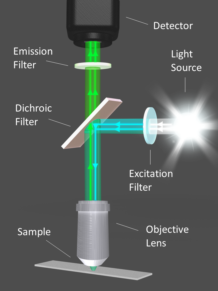 Fluorescence Filters for Microscopy and Imaging - Alluxa Fluorescence Filters for Microscopy and Imaging - Alluxa